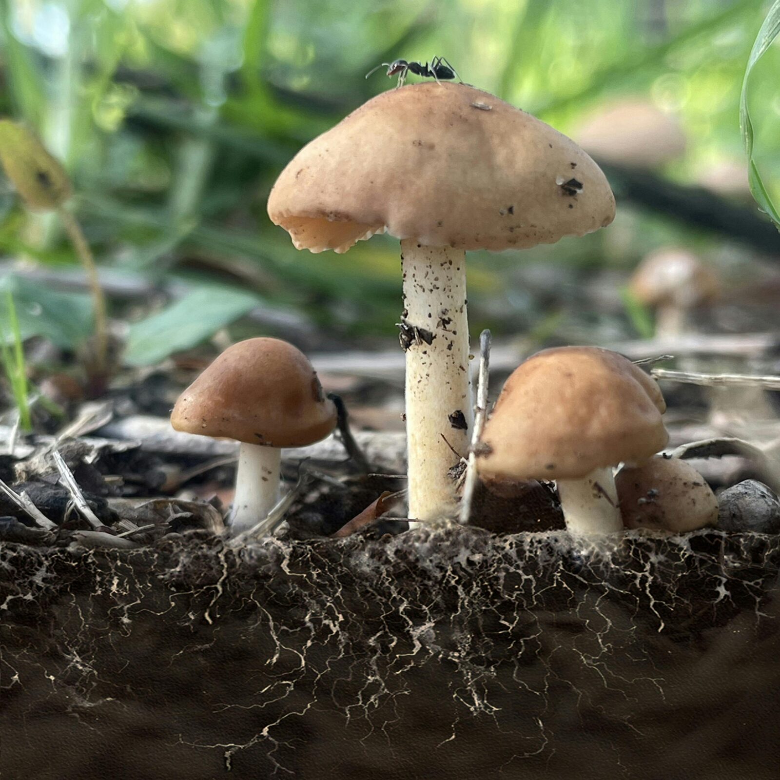 Fungi Meditation Walk - Fungi Feastival | Event | Bodalla | Eurobodalla ...
